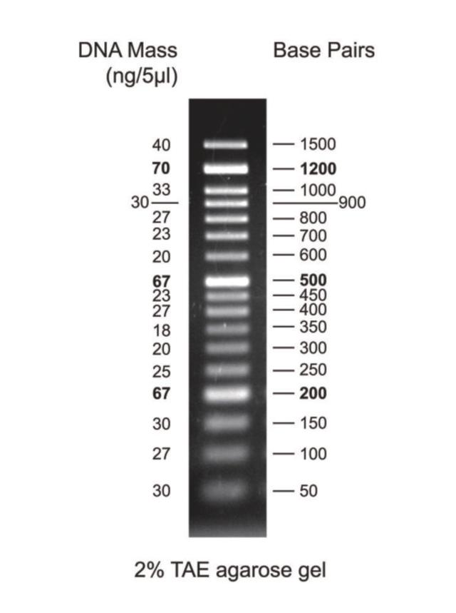 Thistle Scientific DNA Ladder 50bp 50–1500bp, 500 µl Vial | LabFriend Australia
